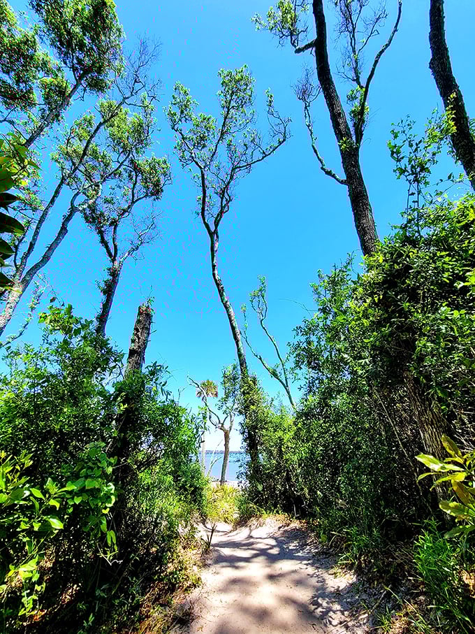 Dappled sunlight guides explorers through maritime forest tunnels. Feels more enchanted woodland than Florida&mdash;Tolkien would approve.