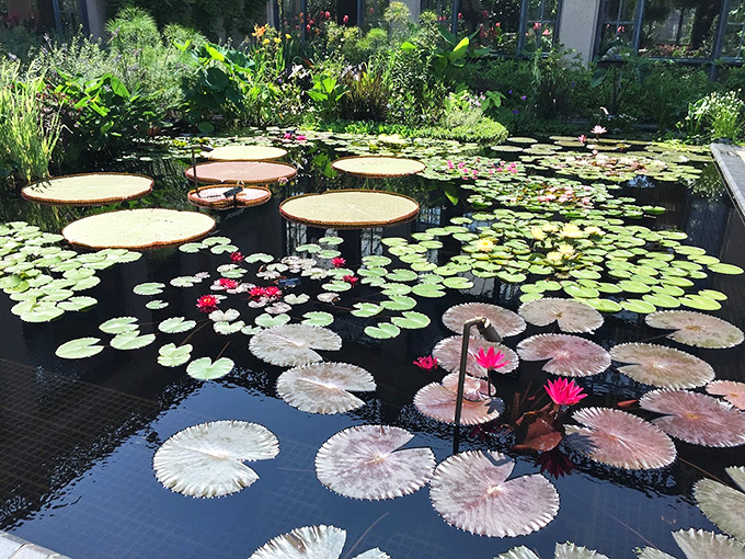 Water lily wonderland where Monet would have maxed out his camera roll. Pink blooms float like tiny boats on a mirror of sky.