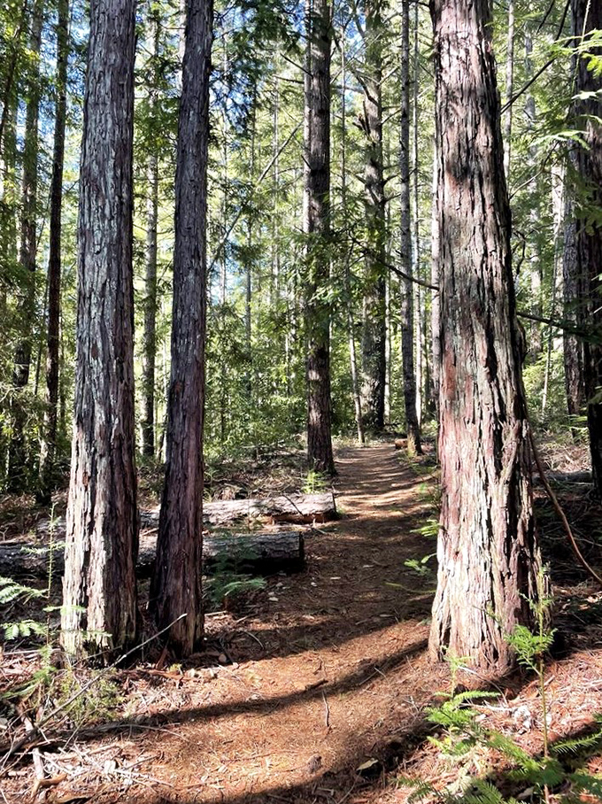 The trail less traveled offers solitude among second-growth redwoods—like finding the quiet corner at nature's most exclusive party.