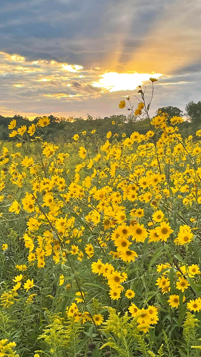Nature's own light show &ndash; where Illinois sunflowers upstage the sunset in a competition of who can wear yellow more dramatically.