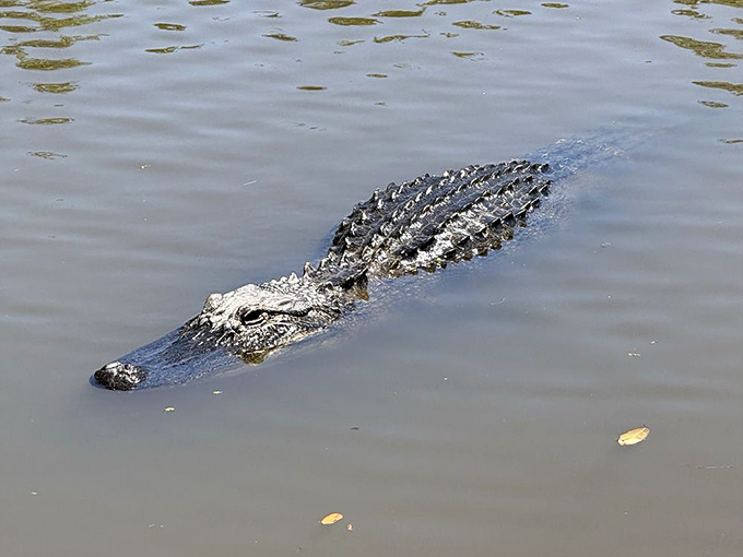An alligator cruises the waters with prehistoric confidence &ndash; the ultimate "I was here first" energy that demands both respect and distance.
