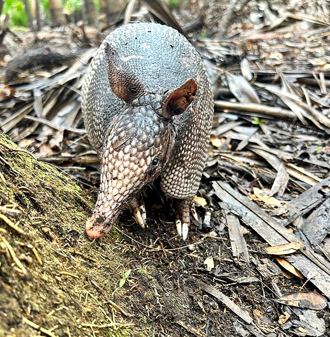 This armadillo, Florida's armored ambassador, demonstrates the proper technique for social distancing while foraging through the underbrush.