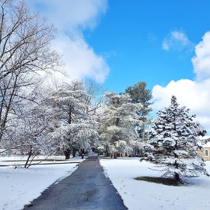 Winter transforms Bellevue into a snow globe come to life—minus the shaking and the tacky plastic base.