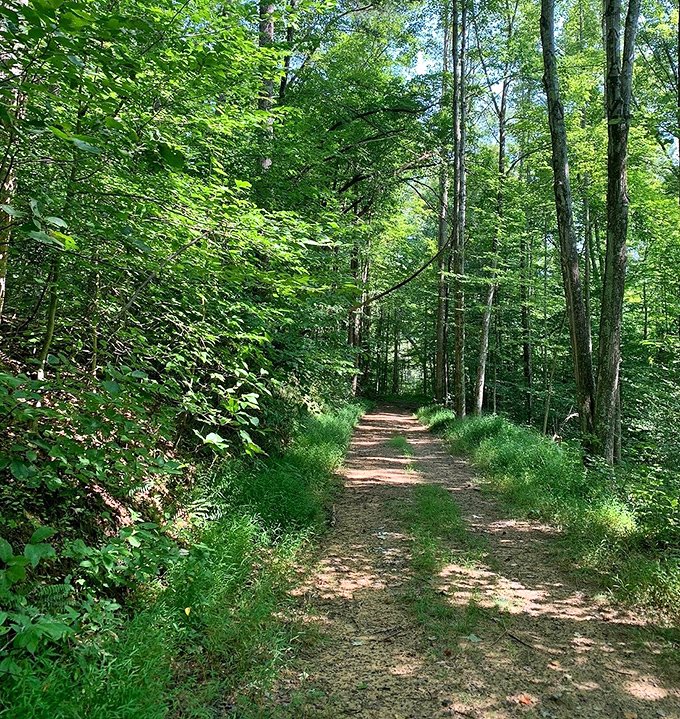 This sun-dappled trail offers the kind of peaceful solitude that expensive meditation apps try desperately to recreate.