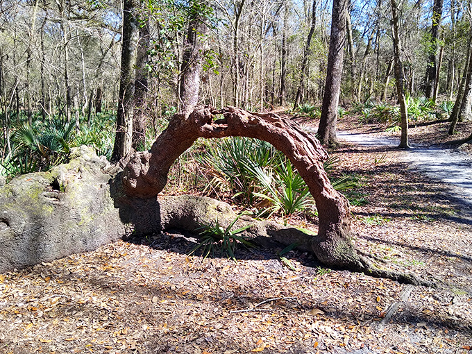 Nature's perfect arch frames the hiking trail. This twisted tree root has more character than most Hollywood celebrities.