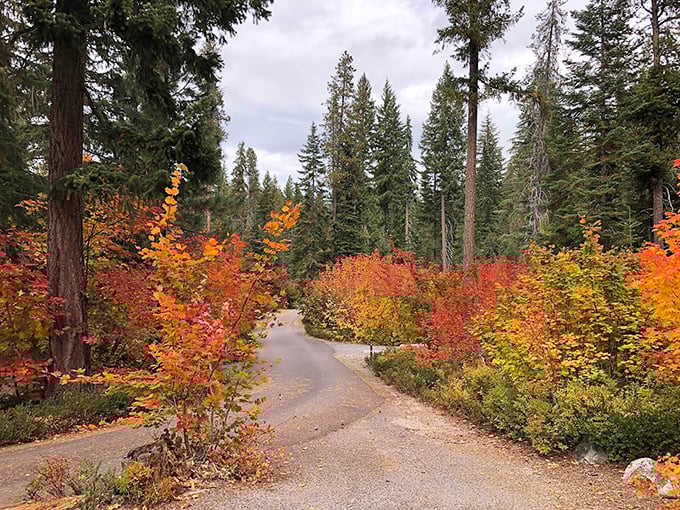 Nature's autumn fashion show stops traffic. Lake Wenatchee's fall foliage creates corridors of gold and crimson that make even the most hurried driver pause in appreciation.