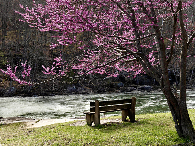 The perfect marriage of man-made comfort and natural splendor&mdash;this bench beneath spring blossoms offers front-row seats to nature's greatest performance.