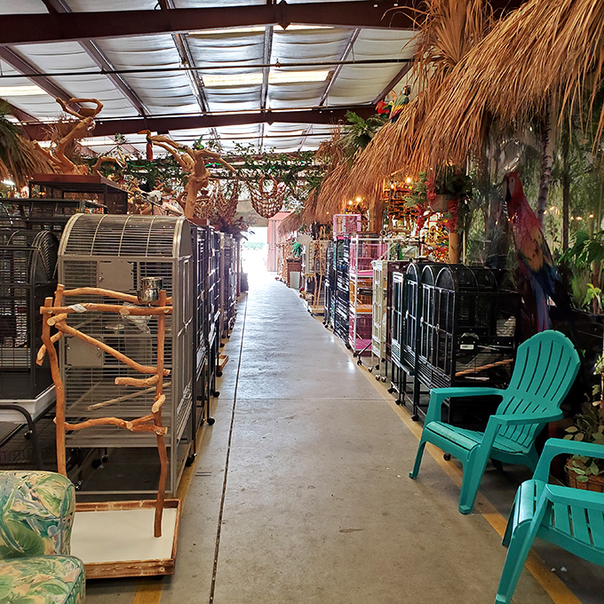 A tropical oasis that's part pet store, part jungle retreat. Even the bird cages here have more personality than some resort hotel rooms.