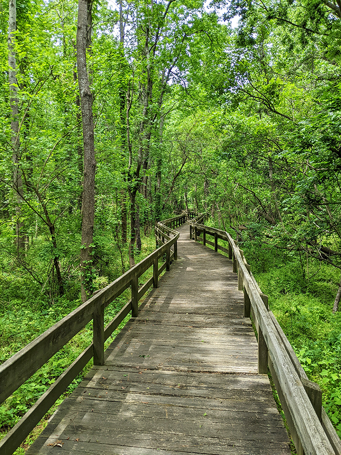A boardwalk winding through lush greenery offers the perfect antidote to beach time, where shade and birdsong replace sun and surf.