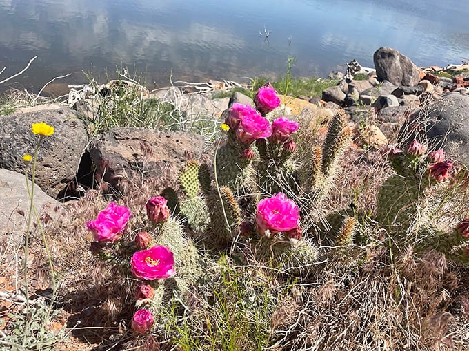 Desert contradiction: spiky exterior, delicate blooms. These vibrant cactus flowers prove that beauty thrives even in the harshest environments.