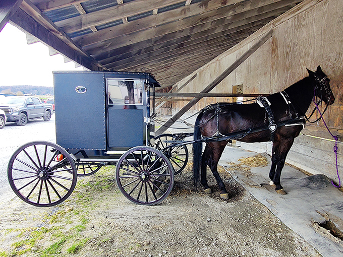The horse and buggy&mdash;a reminder that in Amish Country, the most reliable transportation technology sometimes predates the combustion engine.