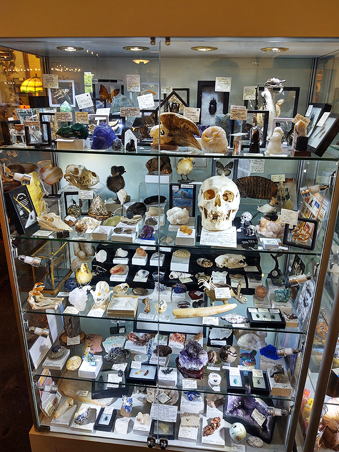A cabinet of curiosities that would make any natural history buff weak at the knees. From crystals to skulls, nature's oddities find new admirers.