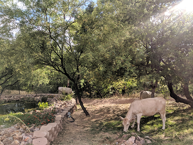 These cows didn't get the memo about staying in pastures, preferring instead to enjoy the shade and occasionally judge your hiking technique.