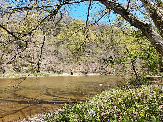 Spring awakening along Sugar Creek's banks, where muddy waters carry winter's last goodbye. Renewal in its most honest form.