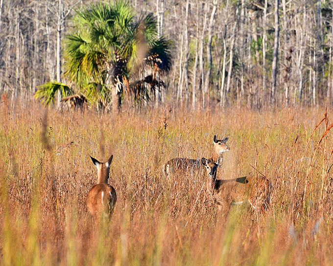 White-tailed deer pause in the golden grassland, completely at home in their natural habitat and graciously modeling for photographers.