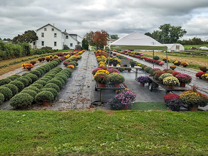 Nature's color palette outshines any filter. These vibrant mums and carefully arranged plants demonstrate the Amish gift for finding beauty in orderly simplicity.