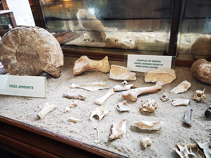 These prehistoric treasures tell the story of ancient Texas, when saber-toothed cats and mammoths accidentally fell into what became their limestone tomb.