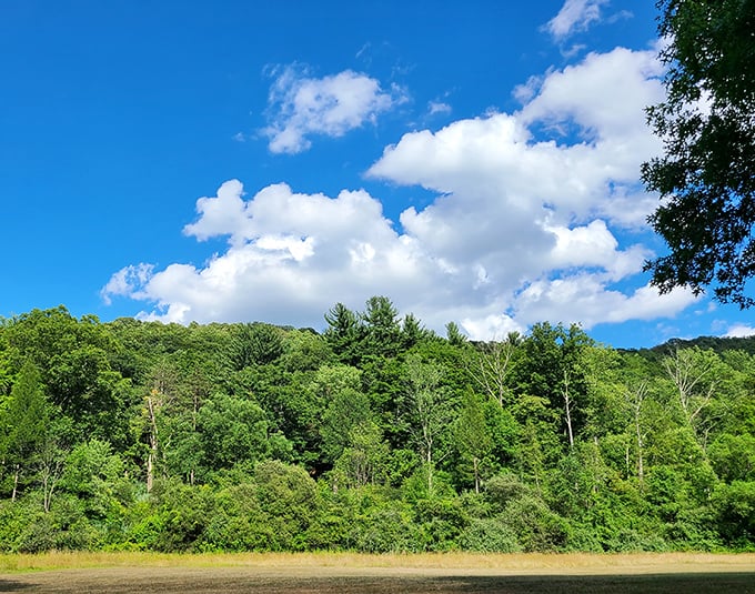 Summer in full bloom. The kind of day when the sky competes with the forest for which blue-green paradise can look more inviting.
