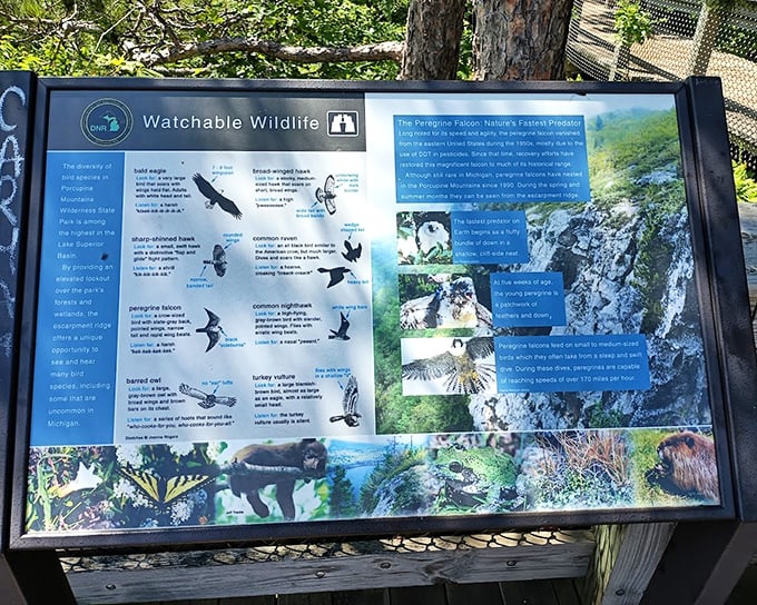 Wildlife bingo, anyone? This information board helps you identify the local residents who've been social distancing since before it was trendy.
