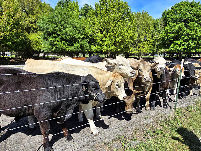 The welcoming committee has arrived! These curious bovines line up like they're posing for the cover of "Florida Farm Quarterly."
