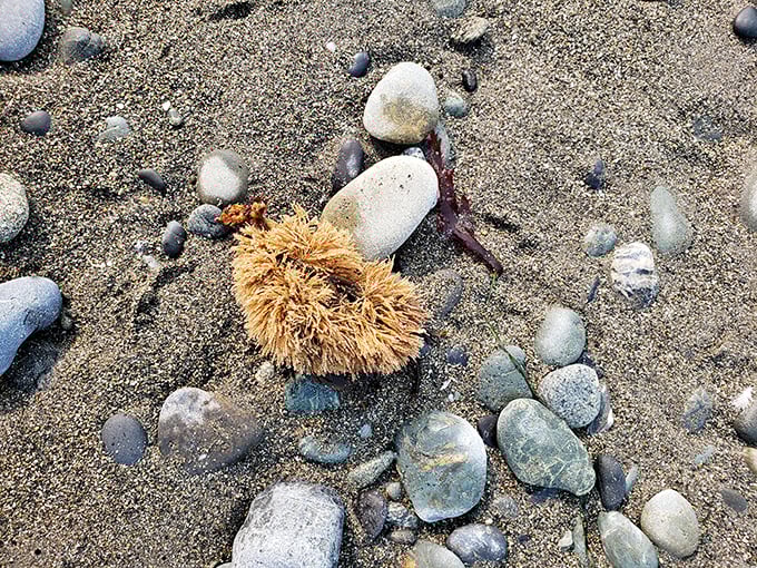 Marine treasures washed ashore &ndash; the ocean's version of a surprise gift box, minus the subscription fee and packaging waste.