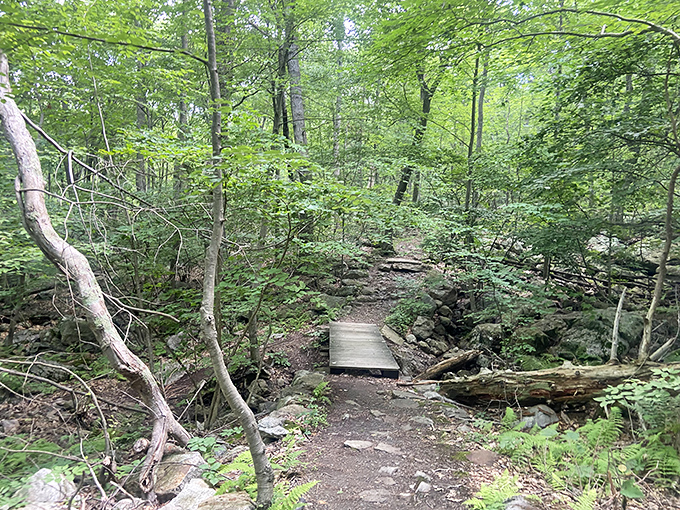 Nature creates natural tunnels along the trails. These arching trees seem to bow in respect as hikers pass through their leafy cathedral.
