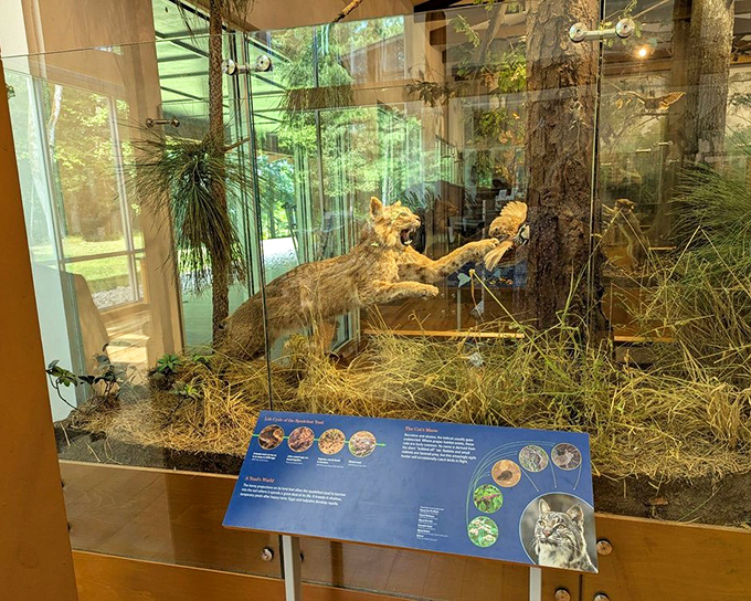 This educational display brings the park's wildlife up close. The taxidermy bobcat reminds us who really owns this territory.