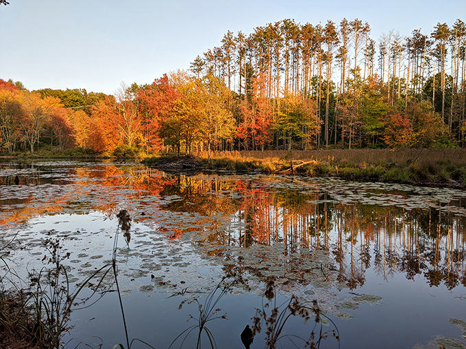 Autumn reflections on the water create a mirror image so perfect it borders on showing off, honestly.