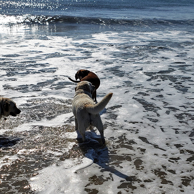 Local pups demonstrate the proper beach greeting: enthusiastic, sandy, and completely unaware they're living everyone's retirement dream.