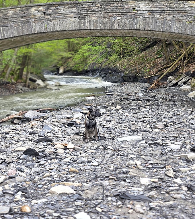 Even four-legged explorers find magic beneath the stone arch bridge. Nature's playground doesn't discriminate against those with extra paws.