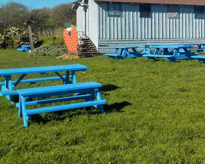 Blue picnic tables under open sky&mdash;where conversations slow down, berry juice stains fingers, and nobody's checking their phone notifications.