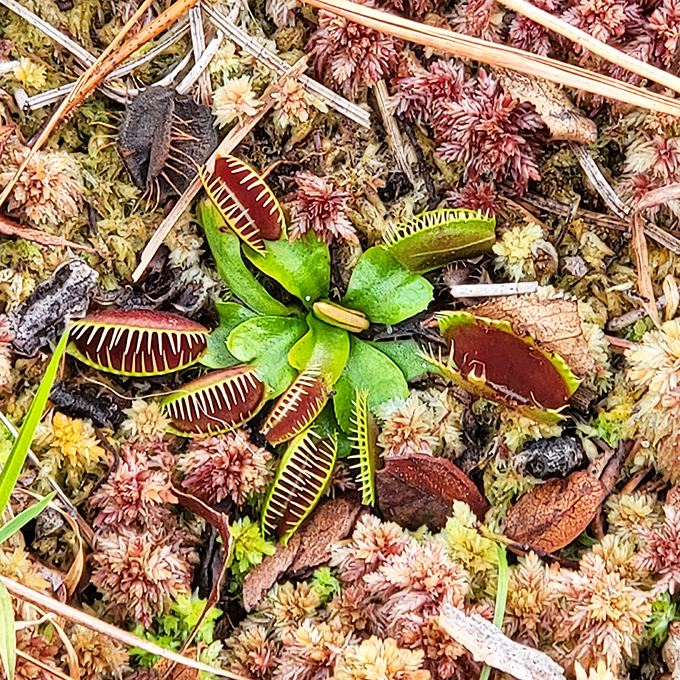 Nature's little shop of horrors! The Venus flytrap, native only to this region, proves that sometimes the most fascinating things come in small packages.