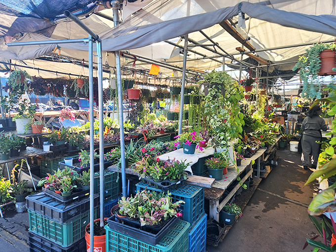 Plant parents, rejoice! This green oasis offers leafy companions for every windowsill, porch, and neglected corner of your home.