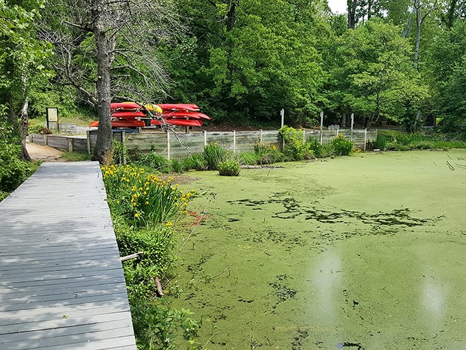 Kayaks lined up like colorful candies at the water's edge, waiting to deliver sweet adventures across the pond's emerald surface.