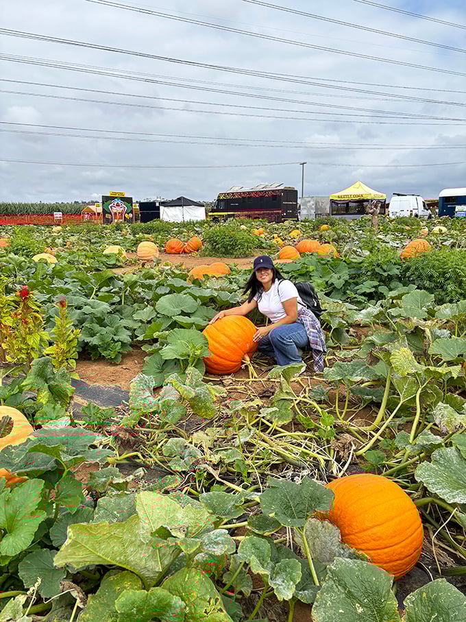 Fall's orange giants lounge in their leafy beds, waiting for someone to give them their Halloween promotion.