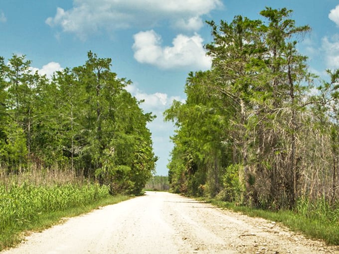 The limestone road stretches toward the horizon, flanked by native pines and palmettos&mdash;Florida as it existed before the first postcard.