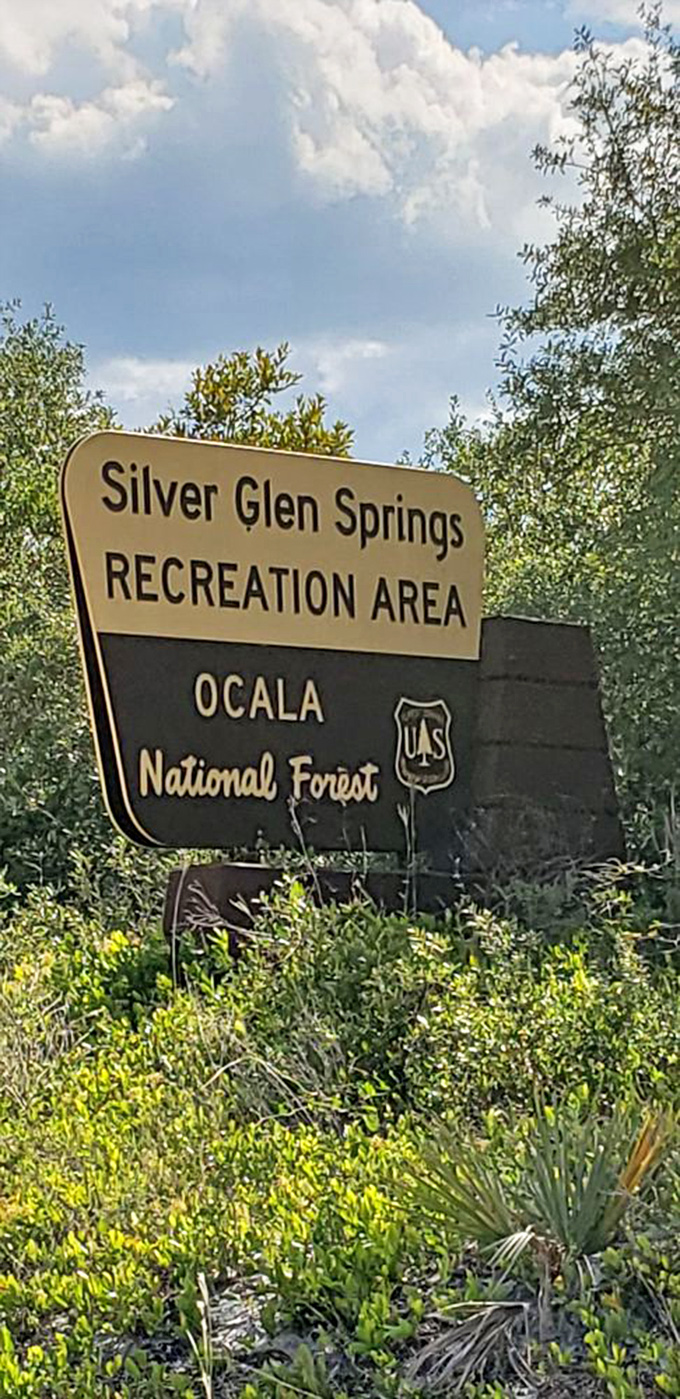 The official greeter of Silver Glen Springs. Those birds perched on top clearly didn't read the rules.