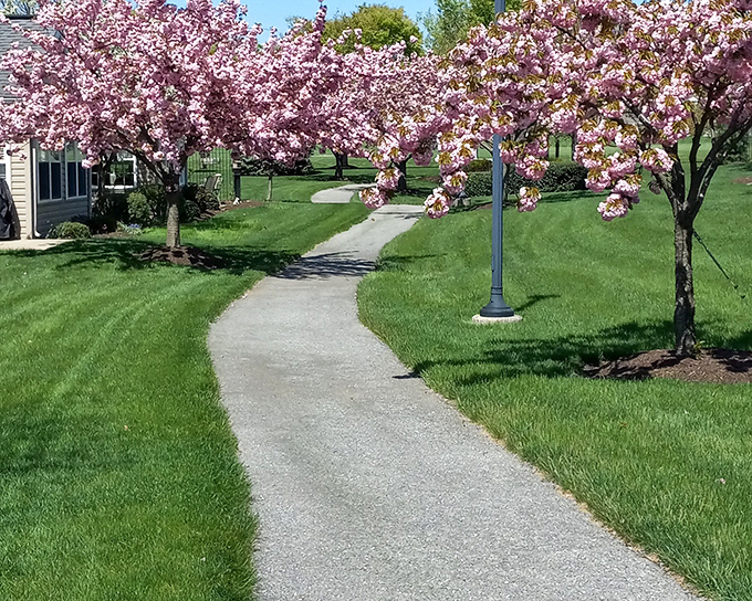 Spring's pink blossoms create a canopy that would make even the most dedicated homebody want to take a stroll.