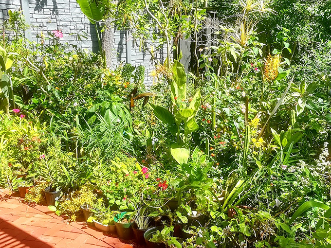 A gardener's canvas in full sunshine, where every plant seems to be competing for "Most Likely to Make Visitors Gasp in Delight." 