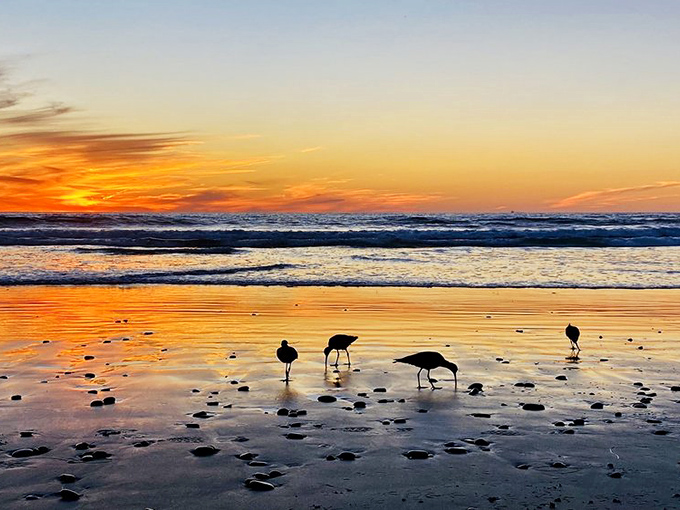 Sunset transforms ordinary shorebirds into silhouetted poetry, proving that even the most common creatures become art in the right light.