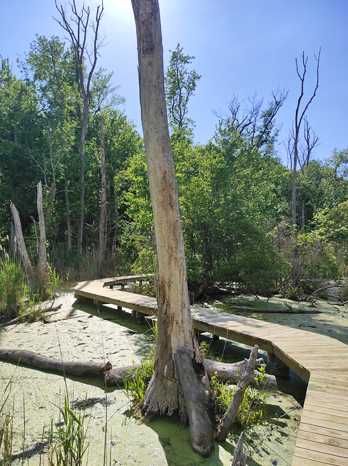 Nature's boardwalk engineering marvel curves through wetlands where ghost-white tree trunks stand sentinel in emerald waters.