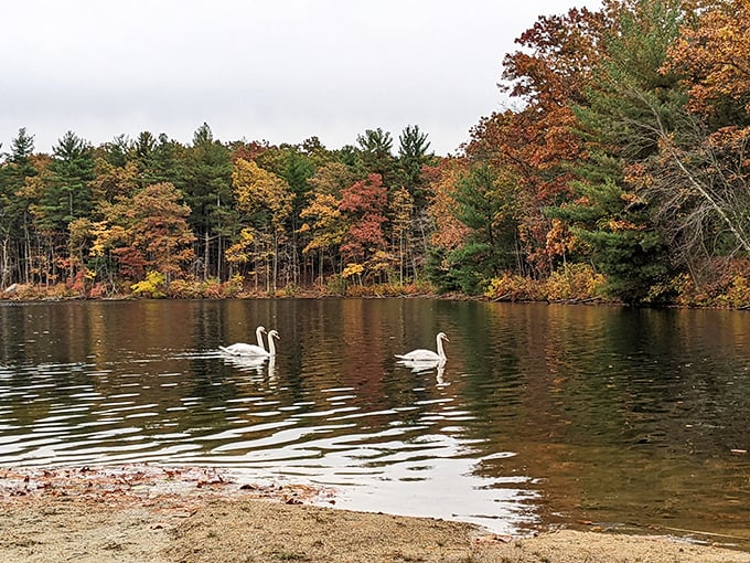 Two elegant swans glide across autumn-tinted waters, looking like they're conducting a master class in both serenity and relationship goals.