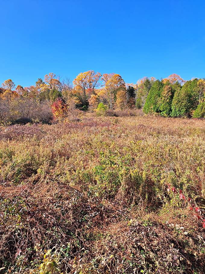 Autumn's paintbrush at work. The preserve's meadow takes on golden and russet hues as fall transforms the landscape into a warm tapestry of seasonal color.