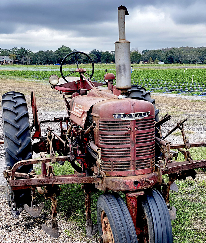This vintage Farmall tractor has seen more seasons than most farmers. The agricultural equivalent of a wise grandfather.