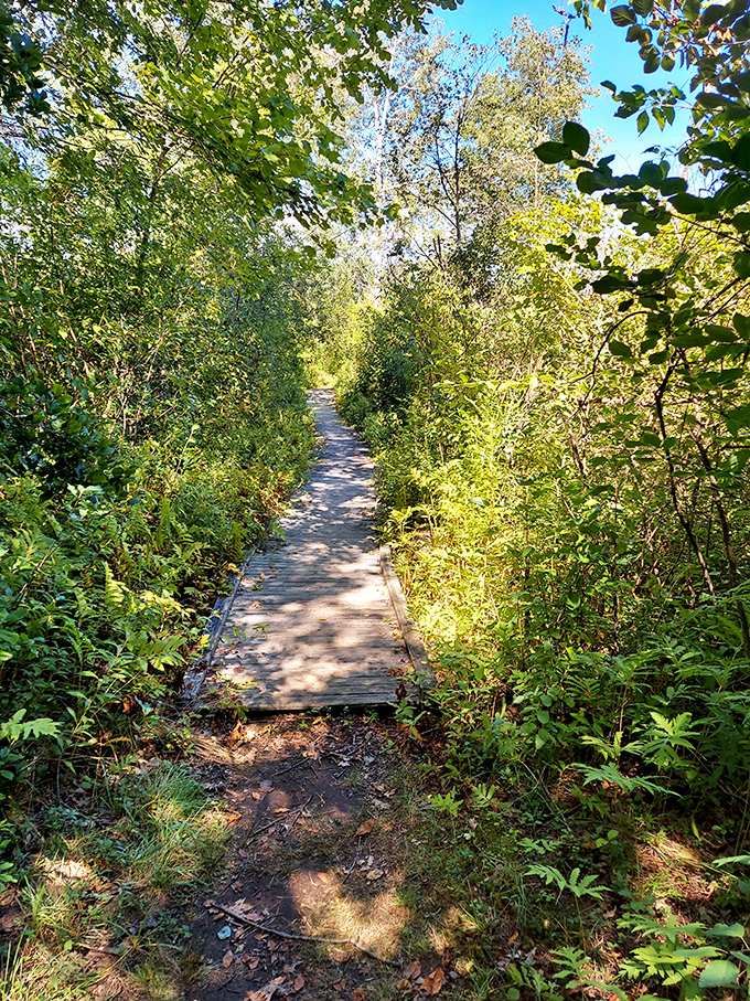 Wooden boardwalks lead through wetland trails where nature photography costs nothing but time and patience, the best kind of investment.