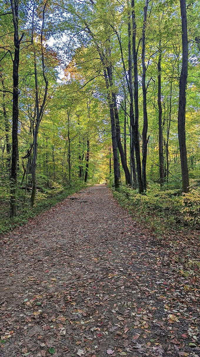Autumn paints the trail in shades that would make Bob Ross reach for new brushes. Happy little trees indeed.