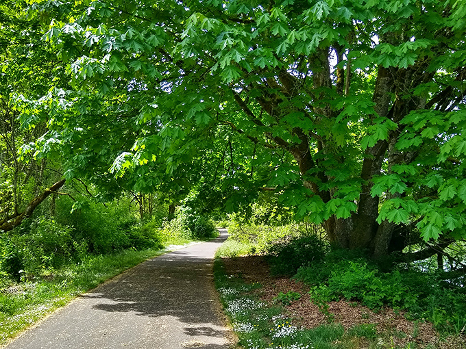 Sunlight dapples this inviting trail like nature's own spotlight system, illuminating your path through a green paradise that feels worlds away from deadlines.