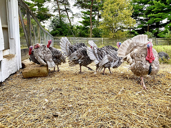 These heritage turkeys strut with the confidence of creatures who know Thanksgiving is still months away.