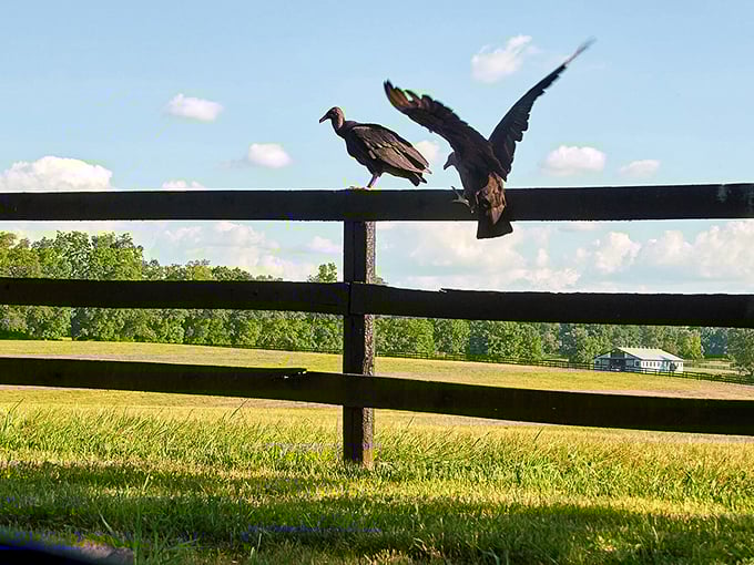 Even the vultures look majestic here. They're not scavenging—they're just enjoying the view from the best seats in the house.