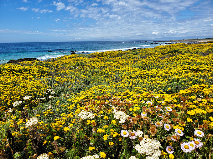 Spring's wildflower explosion turns coastal bluffs into nature's impressionist masterpiece. Monet would have thrown away his paintbrush in delighted surrender.
